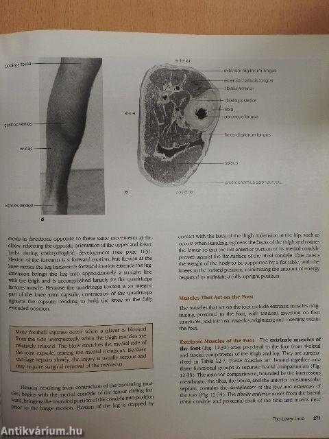 Ira Fowler: Human Anatomy (Wadsworth Publishing Company, 1984) - antikvarium.hu